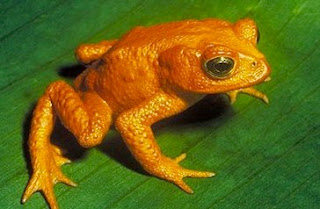 Golden toads of the mountain cloud forest | Facts About All