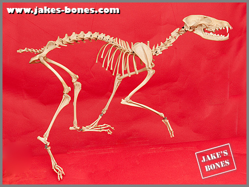 My finished rearticulated fox skeleton ! : Jake's Bones