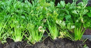 Cara Menanam Seledri Biar Tumbuh Subur - saung petani