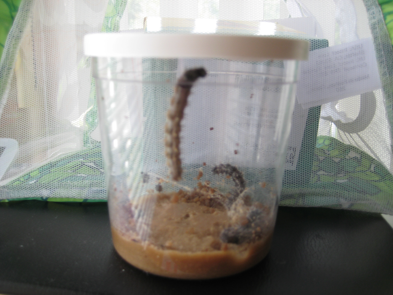 Learn To Grow: Butterfly Experiment: 4 Stages Of Metamorphosis