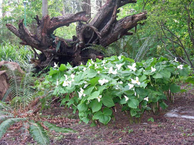 Vancouver Island explorations: Spring is busting out all over!!