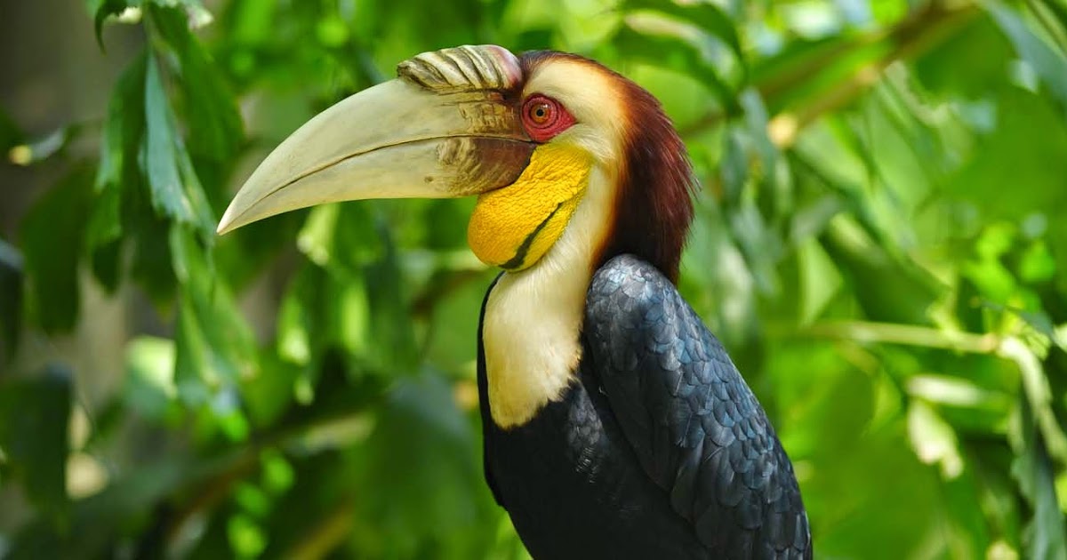 Hornbills Of Borneo Burung Enggang