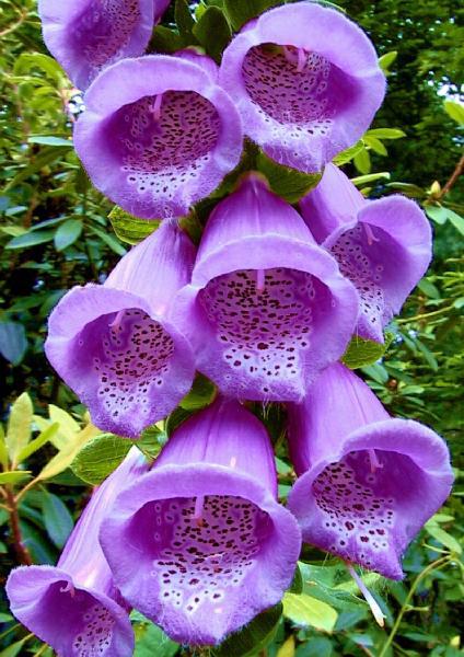 FLOWERS OF THE BLUE PLANET: EXOTIC FLOWERS
