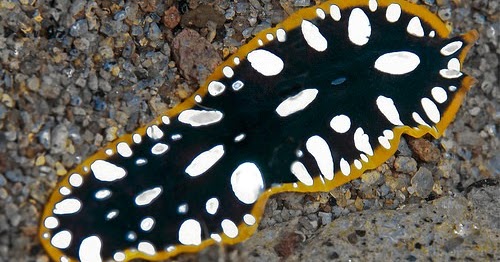 The Best Shark Dive in the World!: Mimic Sole!