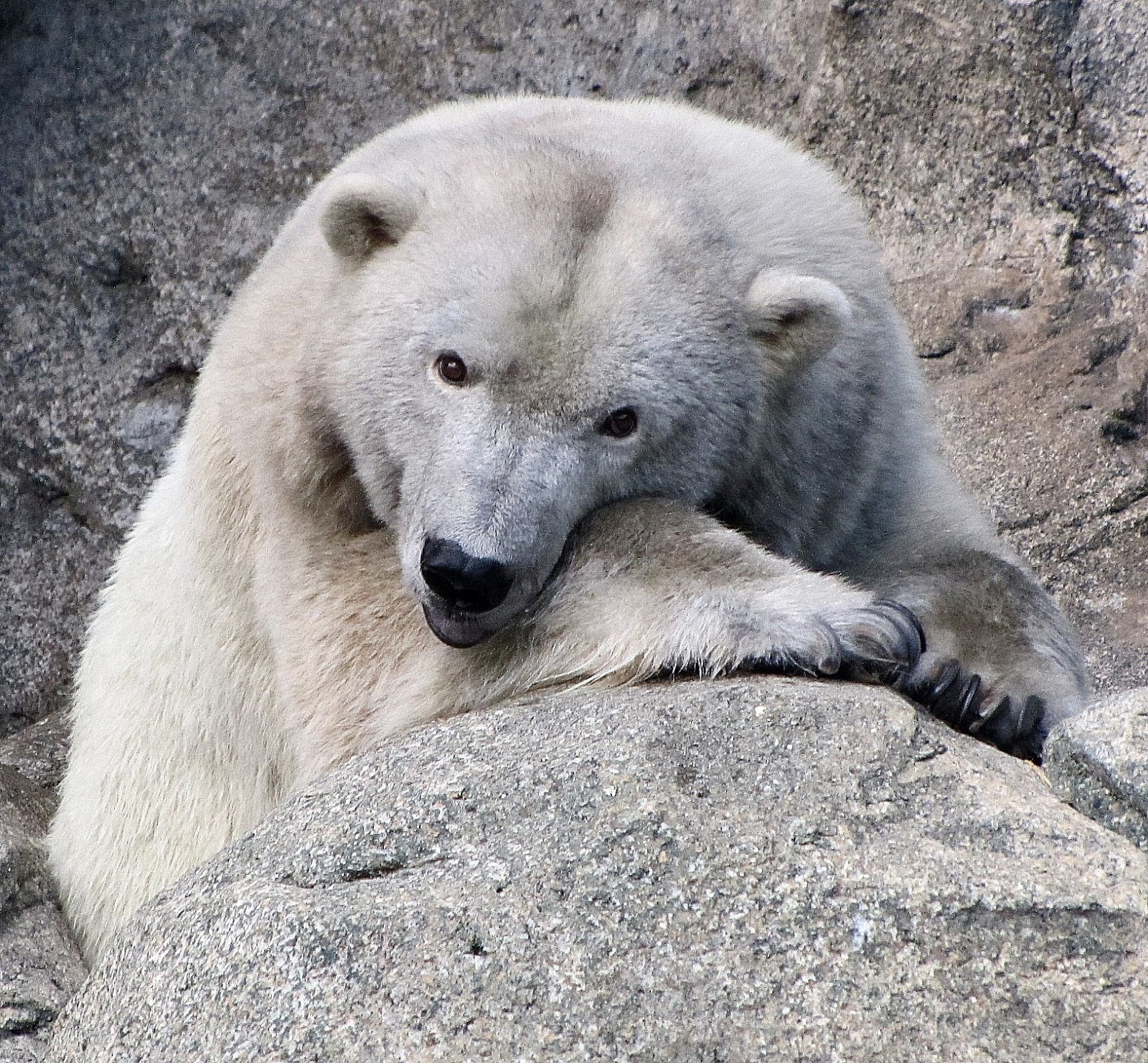 My Polar Bear Friends and Friends of Polar Bears: Rizzo moves to Salt ...