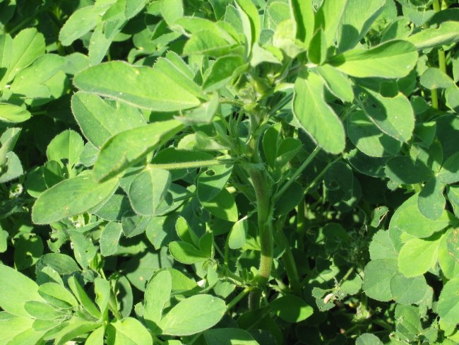 Managing Plant Nutrients: Fueling the Growth of Alfalfa
