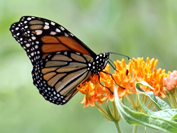 Ecobirder: Minnesota State Butterfly