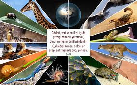 Canlılar aləmi: Heyvanlar aləmi haqqında ümümi məlumat