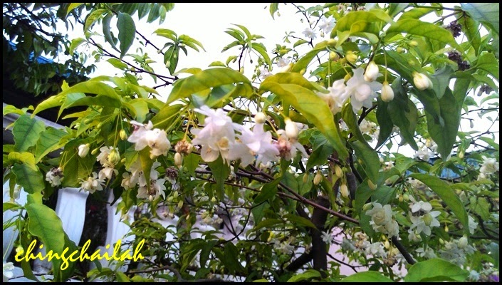 Simple Living In Nancy: Growing Water Jasmine Plants, Sui Mui (Wrightia ...
