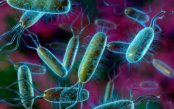 Pengertian Bakteri, Ciri-ciri, & Klasifikasinya