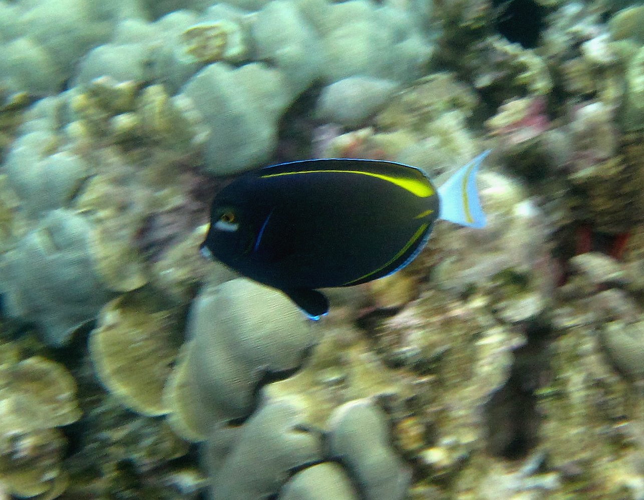 Kona Snorkeling, Fish Watching and Other Adventures: Linnaeus and the ...