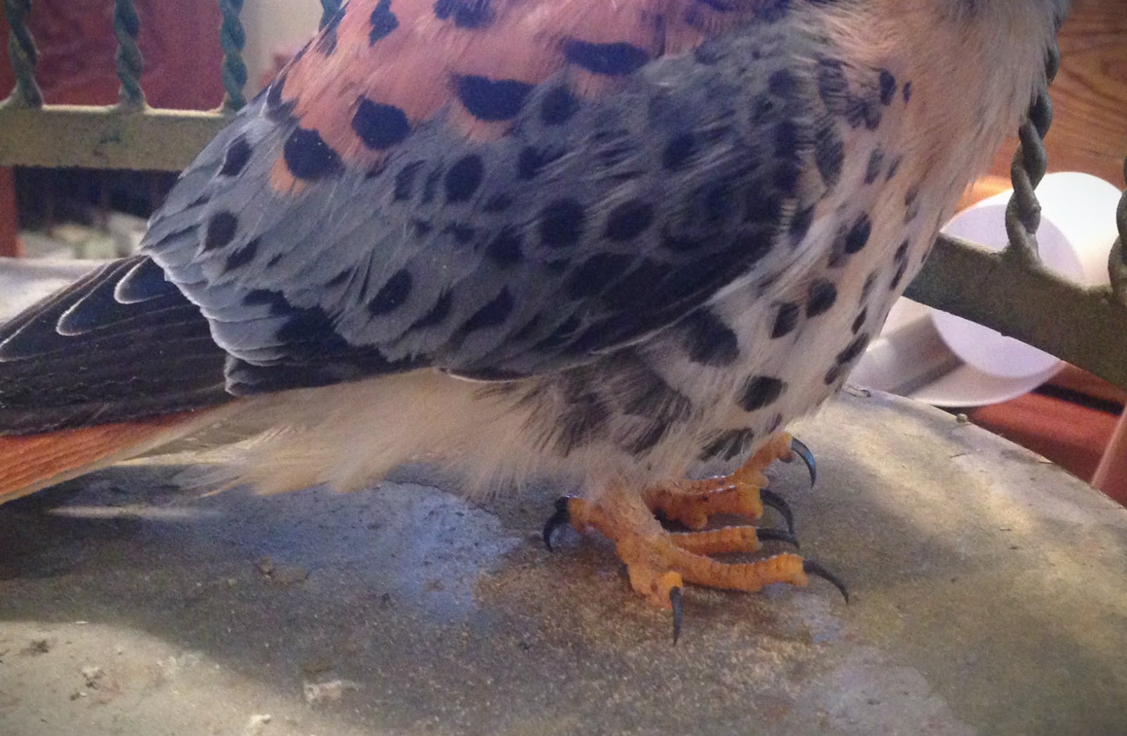 Scattered Seed Samplers: A Winter's Day