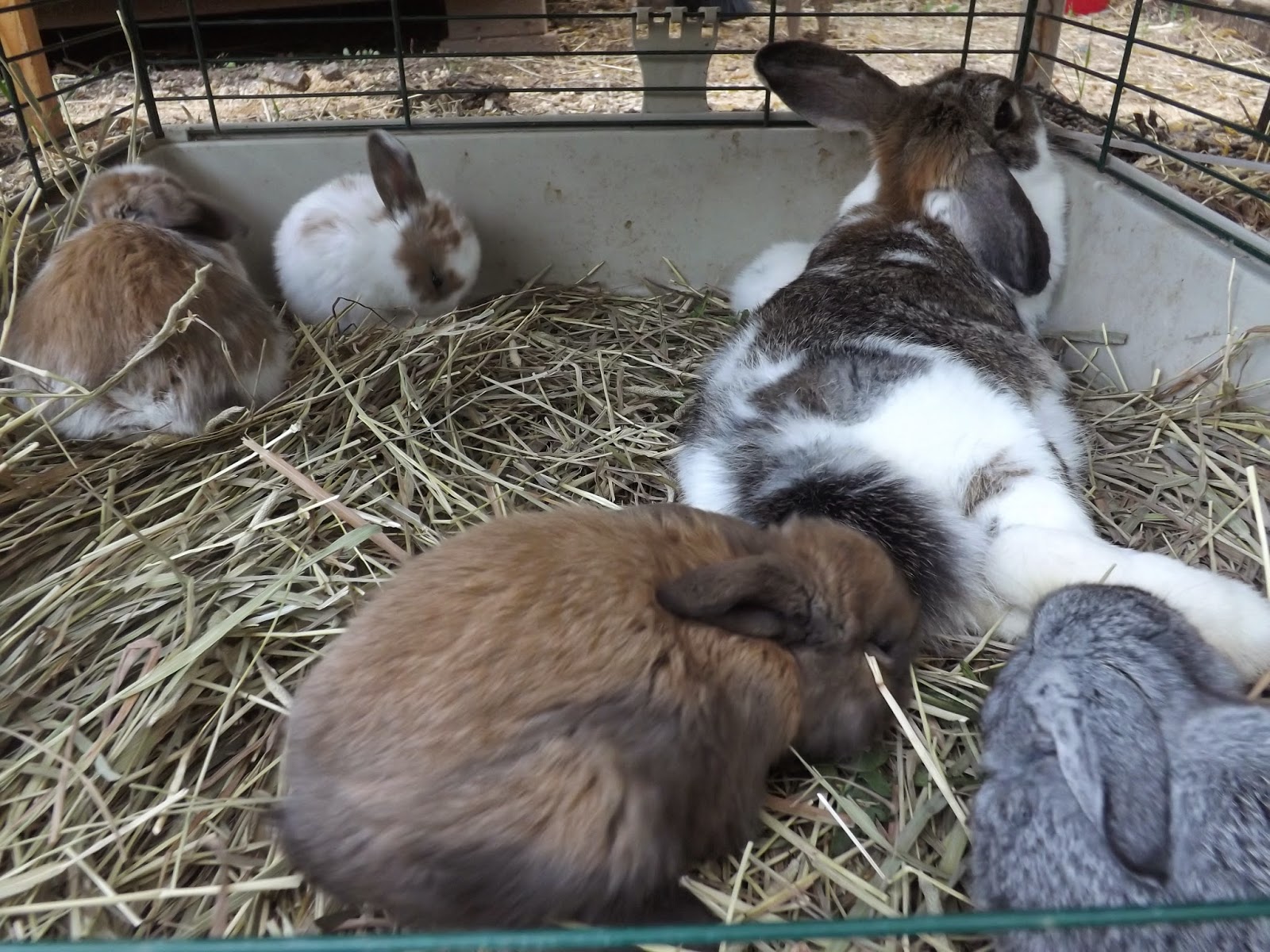 Wild Tree Tops: 4 Week Old Bunnies