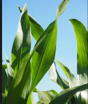 KLASIFIKASI MORFOLOGI DAUN DAN EKOLOGI JAGUNG ~ STEP easy And FUN