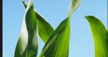 KLASIFIKASI MORFOLOGI DAUN DAN EKOLOGI JAGUNG ~ STEP easy And FUN