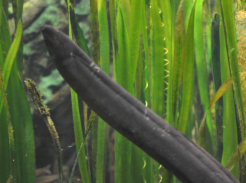 ZOOTOGRAFIANDO (6.096 ANIMALS): PEZ PULMONADO SUDAMERICANO / SOUTH ...