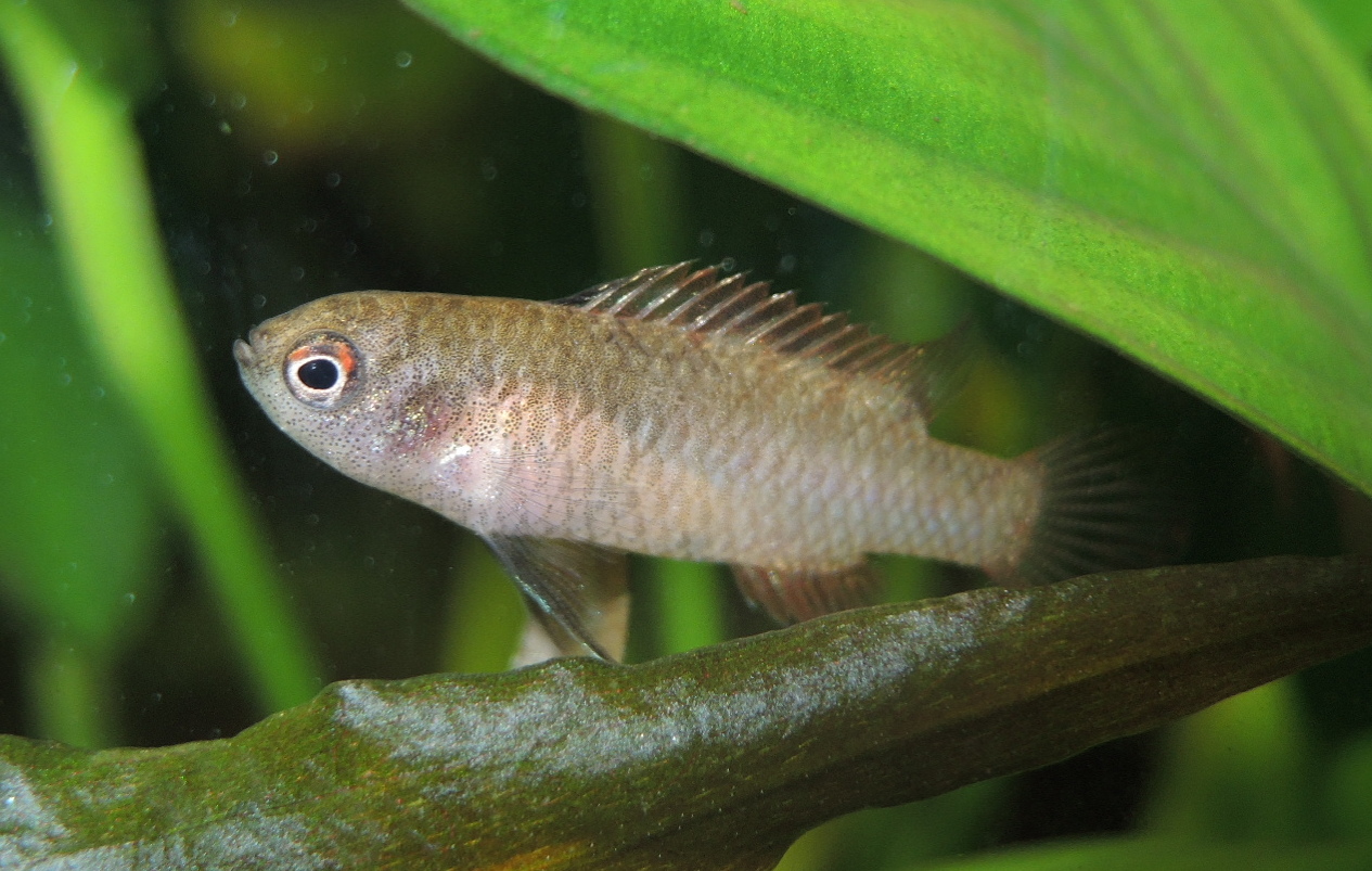 Water-World: Dario sp. Myanmar "Black Tiger"
