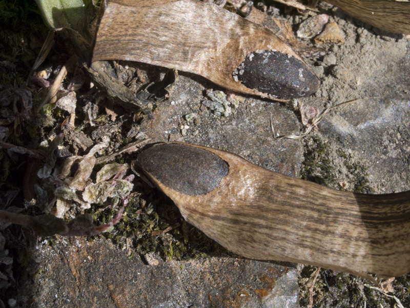 Paseos por la naturaleza: Pinus pinaster Pino marítimo Pino resinero