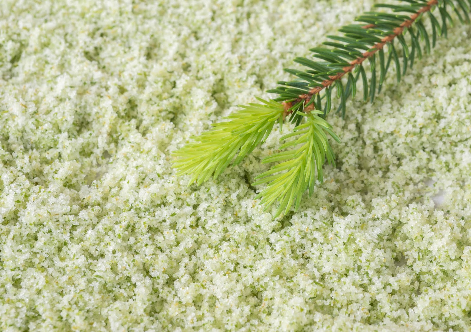 The 3 Foragers: Foraging for Wild, Natural, Organic Food: Spruce Tips ...