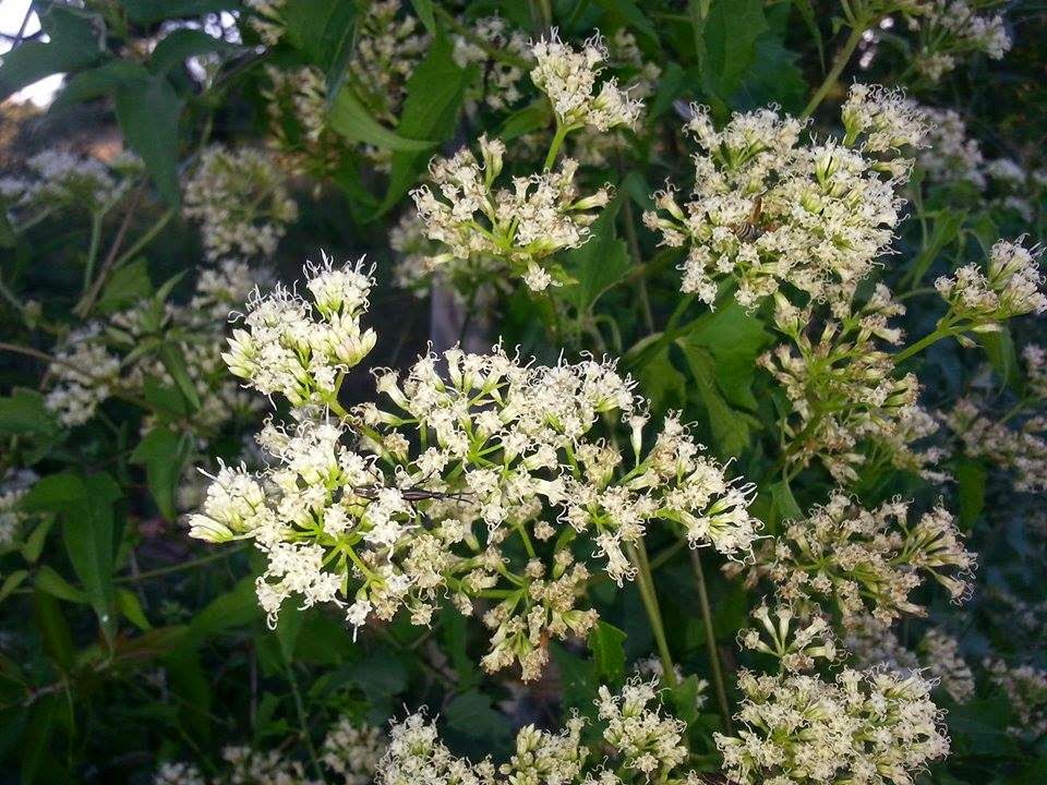 patrimonionaturaldeliebig: noviembre 2014