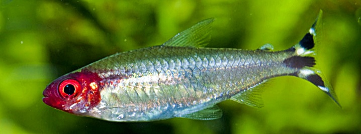 Jenis ikan untuk Aquascape