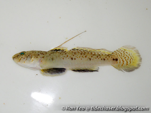 tHE tiDE cHAsER: Mudskippers & Other Marine Gobies (Phylum Chordata ...