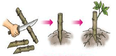 menanam singkong berkualitas dilahan dengan mudah | SEPUTAR TUMBUHAN ...