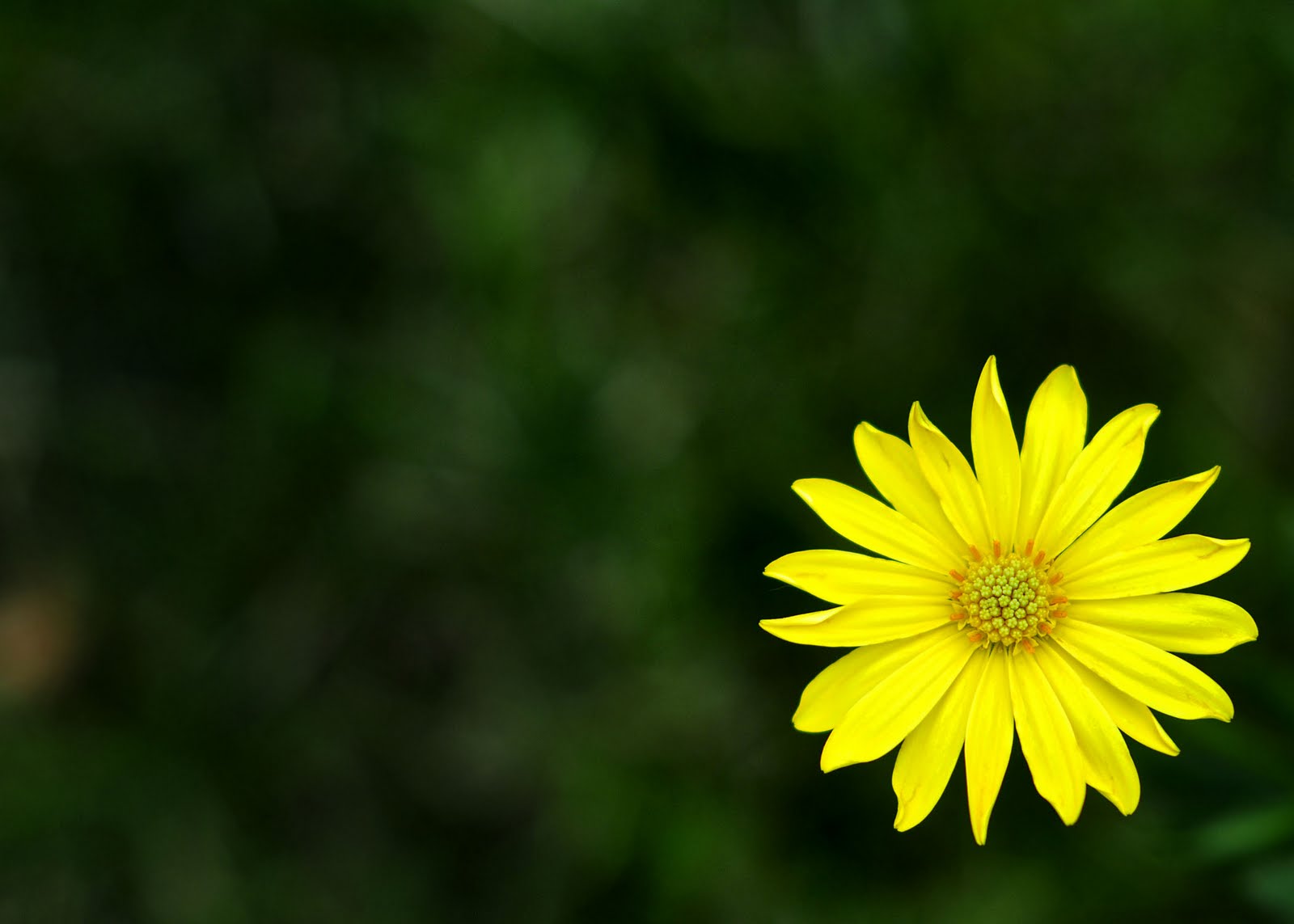 This Farm Family's Life: Crazy Days of Summer:Yellow...