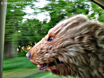 Spencer the Goldendoodle: Wordless Wednesday: WEEEEEE WEEE WEEE WEEEEEEEE