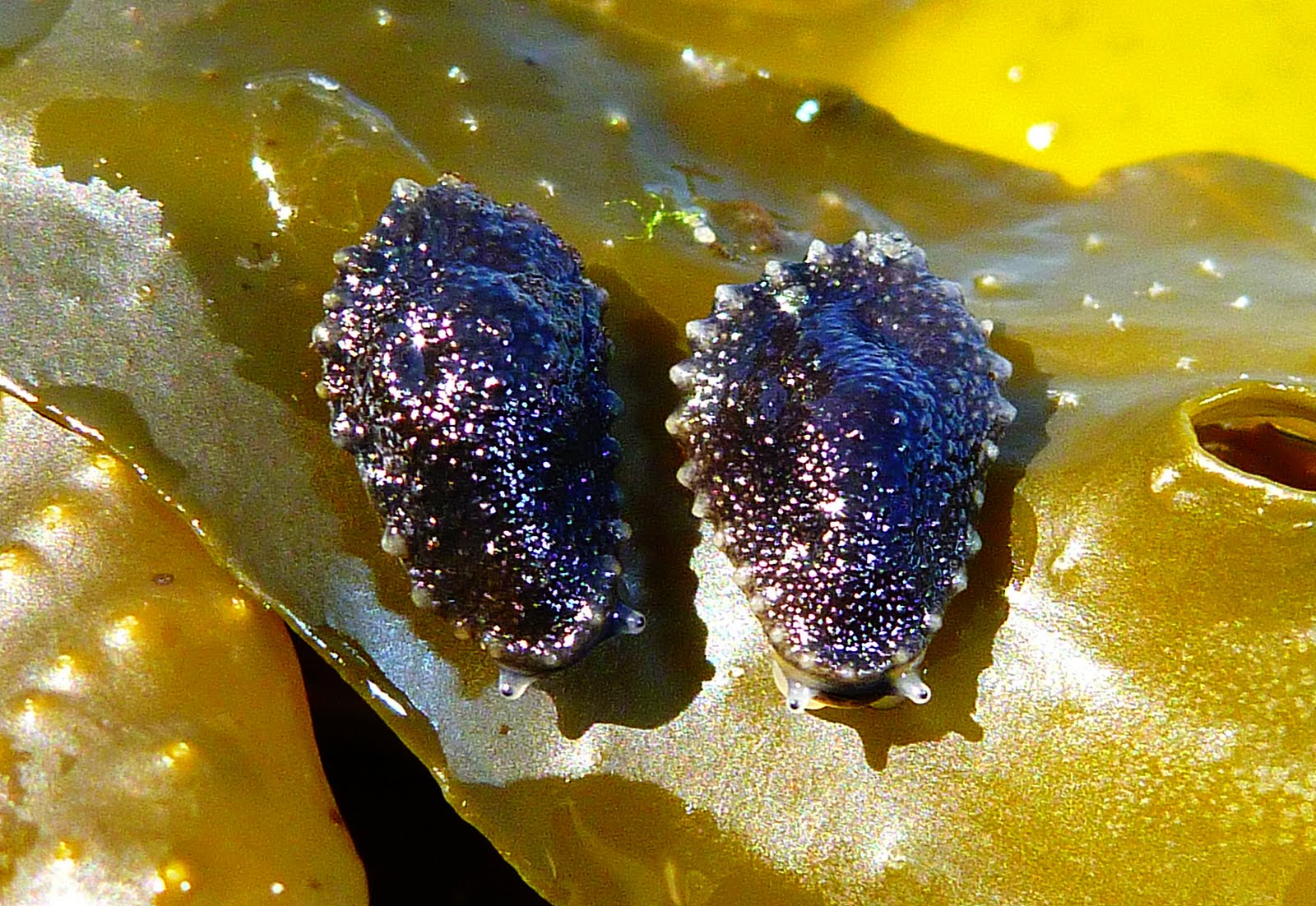 Buzz's Marine Life of Puget Sound: Jun 4, 2011