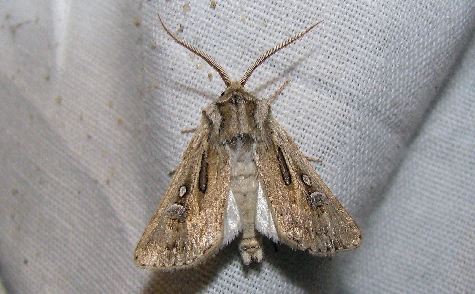 LEPIDOPTERA by Ed 1: Agrotis grasslini