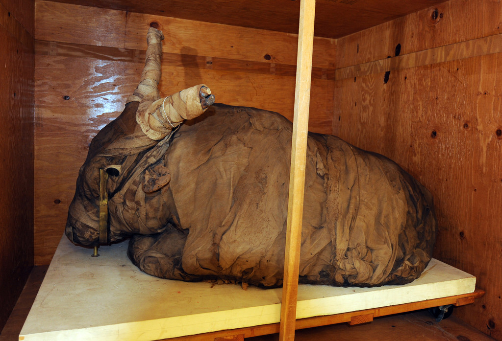 The Egyptological Bibliophile: ¡Embalsamando al toro Apis!