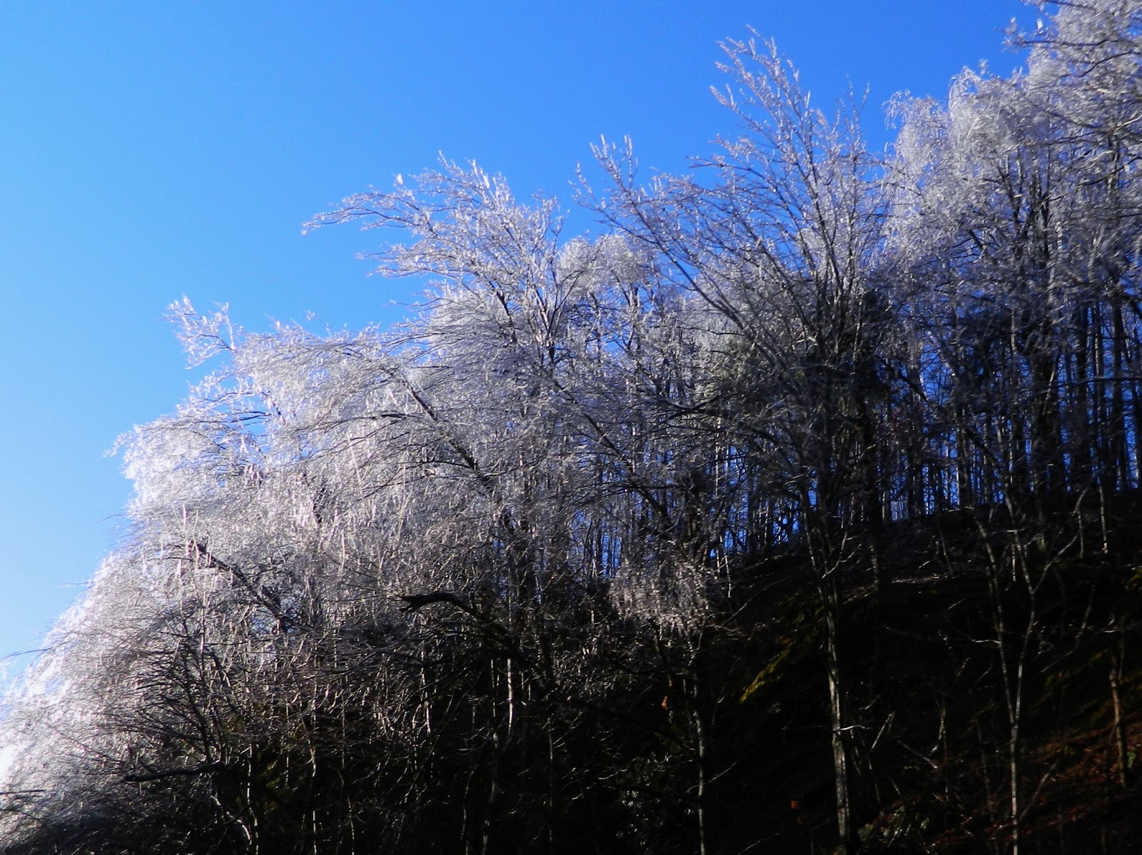 Lise's Log Cabin Life: Glistening, Glittering Tree Ice