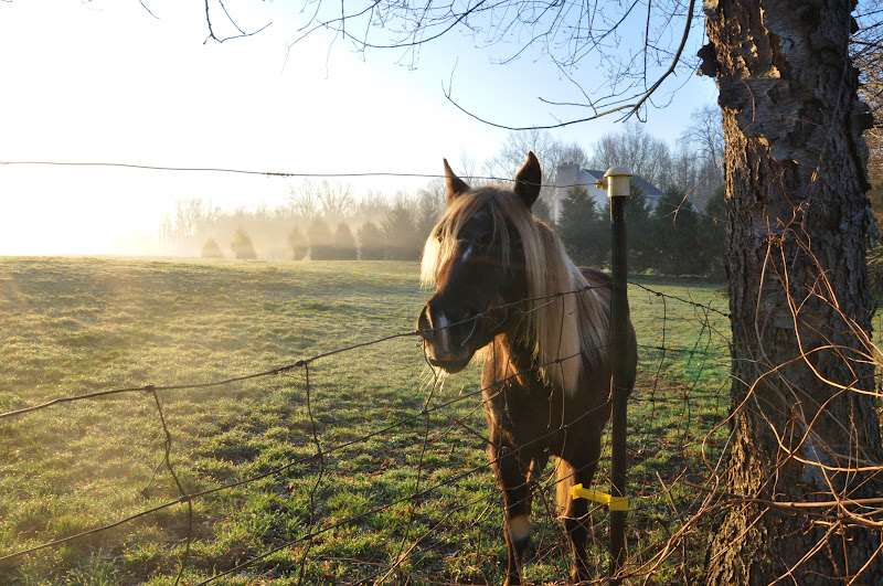 Simple Daisy: {Hello Midwestern Spring}