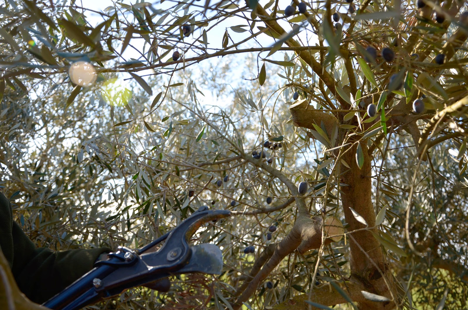 Pruning olive trees: “Without too much wood, the olives will be better ...