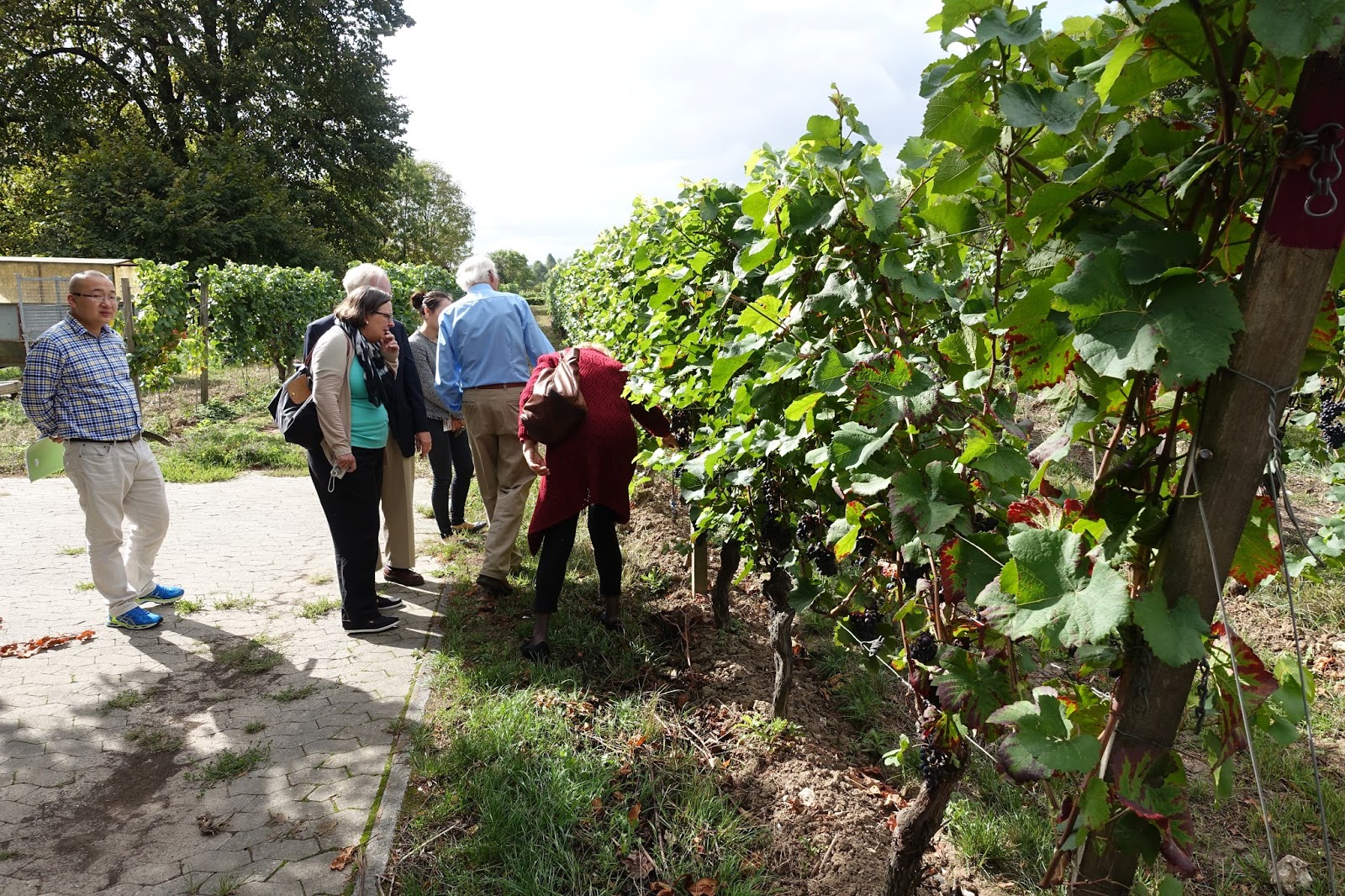 schiller-wine: Tour and Tasting at Weingut Baron Knyphausen in Erbach ...