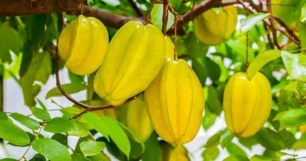 Have You Heard About This Miracle Fruit?? It Controls Diabetes, Lowers ...