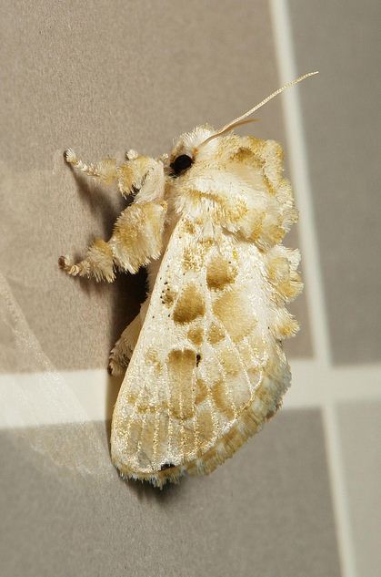 The Cup Moth So Fluffy, It Looks Like Its Made Out of Clouds ...