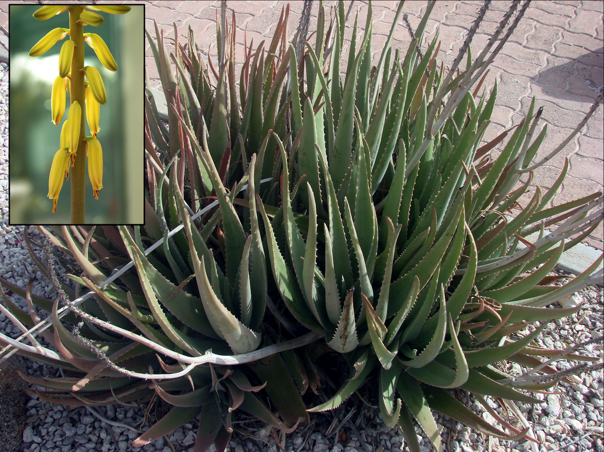 MAAJABU YA ALOE VERA (MSHUBIRI), UNAWEZA ‘KURUDISHA’ BIKIRA!