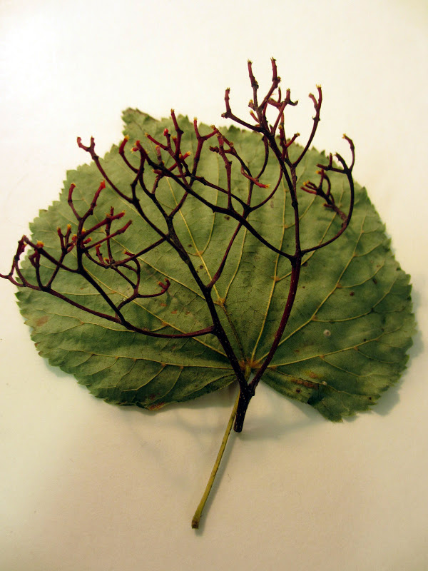 omⒶ KOPPA: LEHTI-PUU