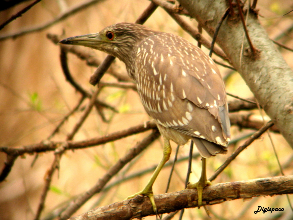 Pozo Alcón Digispaco: Martinete juvenil