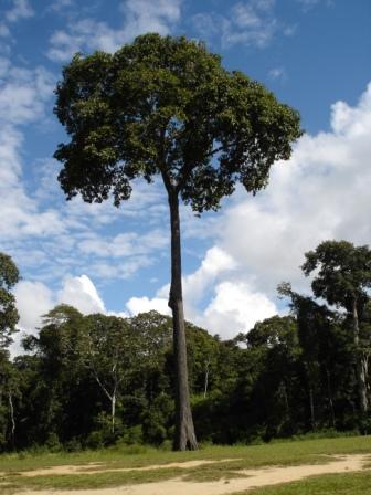 arboreo.net: Castanheira - Bertholletia excelsa