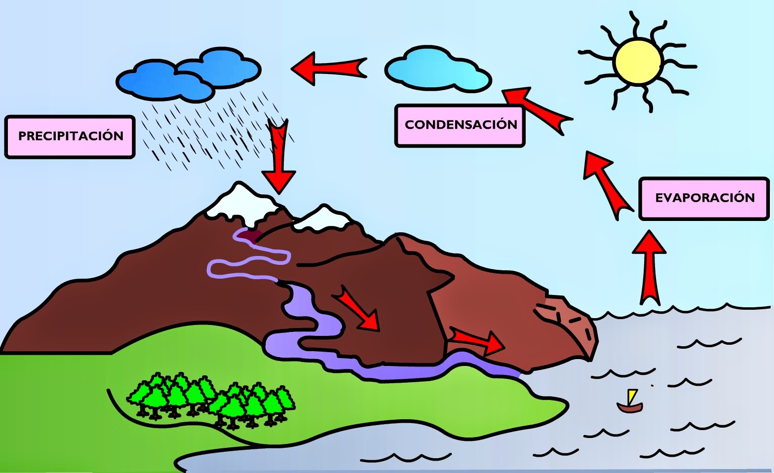 MI EXPERIENCIA EN CIENCIA Y AMBIENTE: LOS CICLOS NATURALES