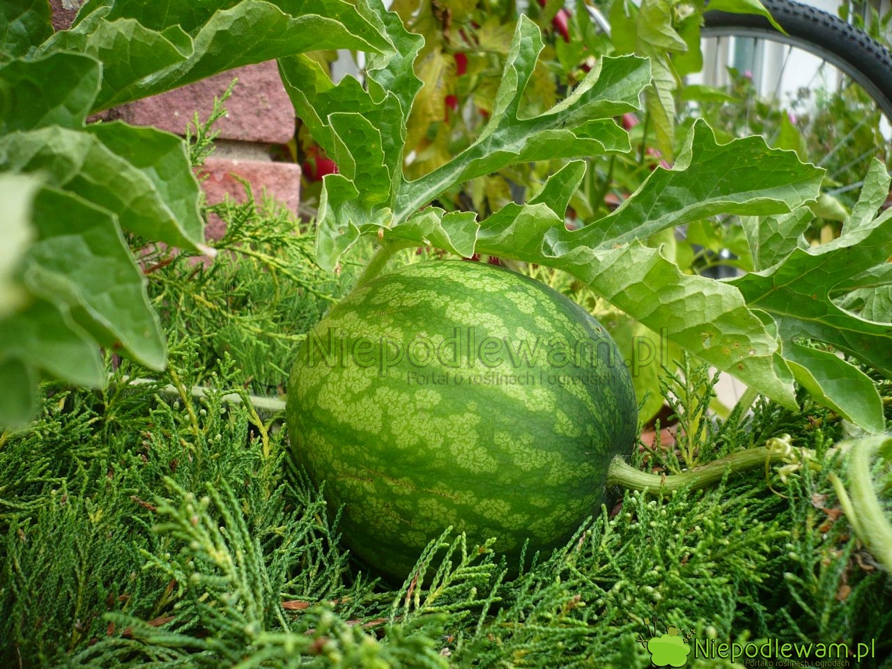 niepodlewam: Słodkie arbuzy na balkonie – jak wyhodować