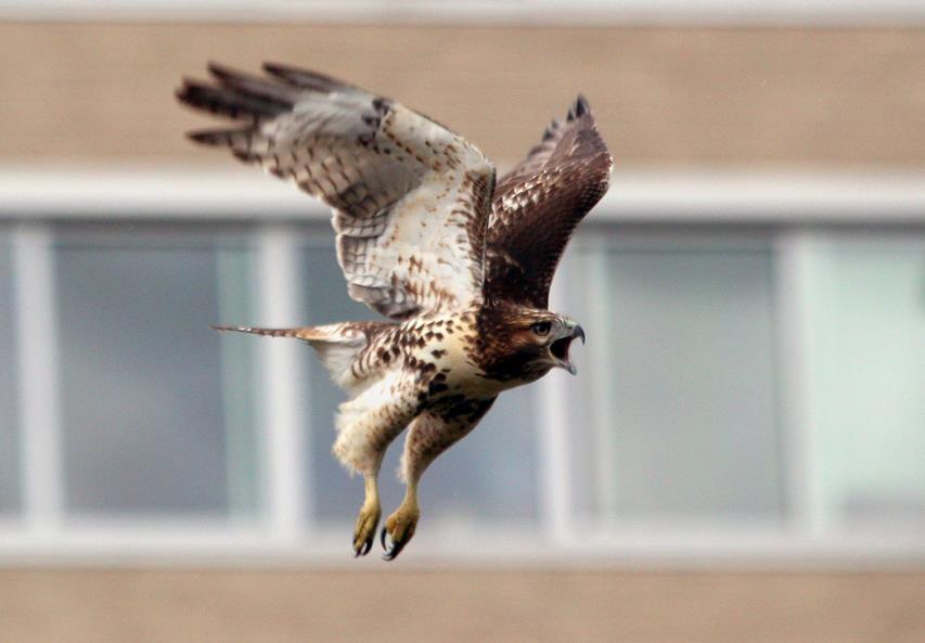 Hawkwatch at the Franklin Institute: Happy hawks!