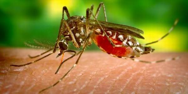 BebeSmen: Ce se intampla in corpul tau in momentul in care te musca un ...