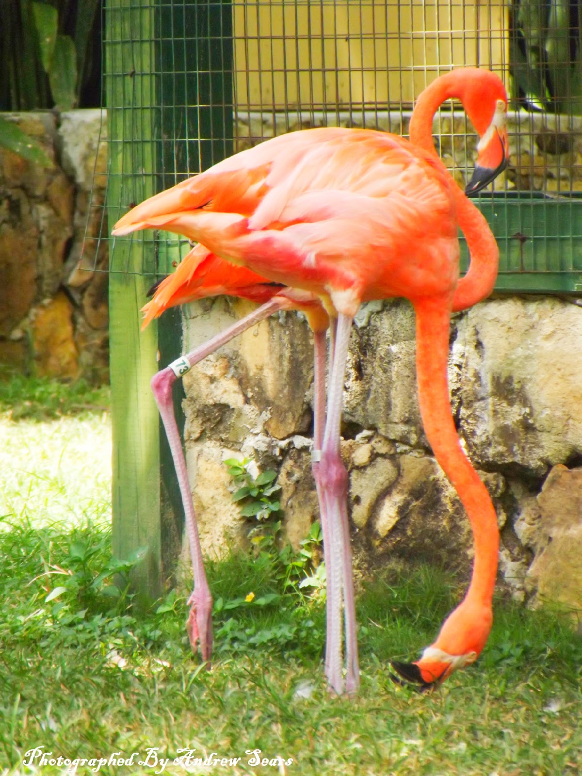 A.J.S Photography : The West Indian Flamingo