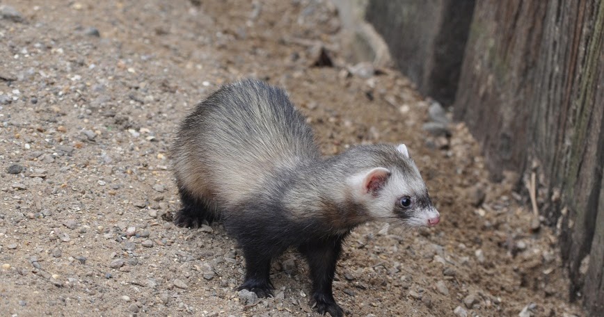 ZOOTOGRAFIANDO (5.836 ANIMALS): HURÓN (Mustela putorius f. furo)