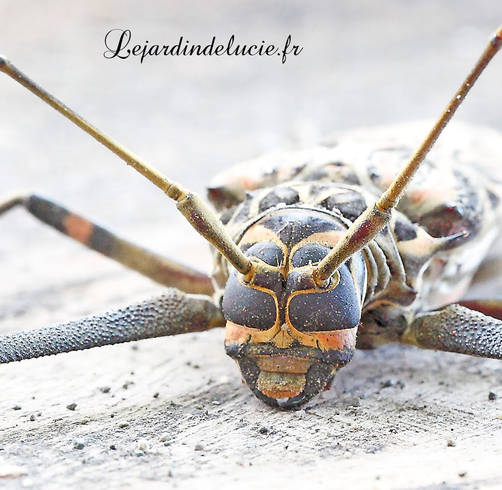 Acrocinus longimanus, un Coléoptère de grande taille (Costa Rica)