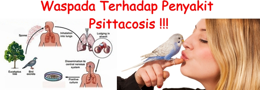 Obat Tradisional Psittacosis ~ Agen Resmi Balikpapan
